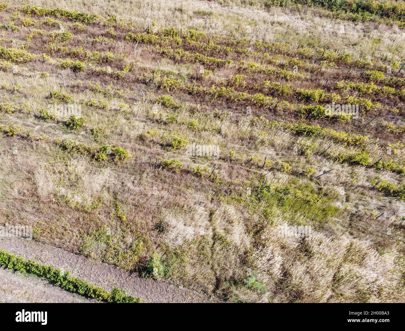 Hungary, Bogacs Aerial view of the abandoned, neglected vineyard ...