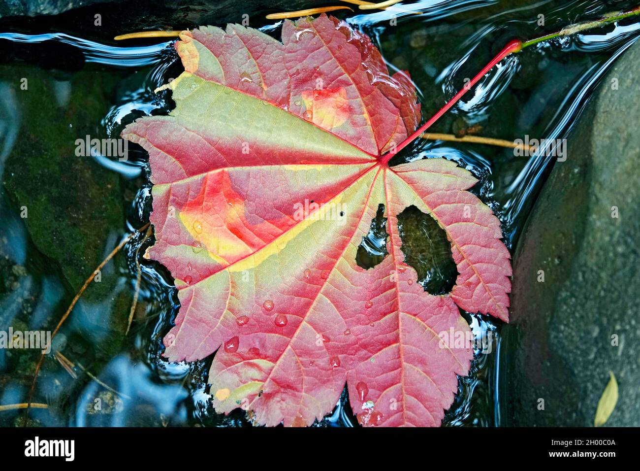 Vine maple leaves that have turned from green to yellow and red and are ...