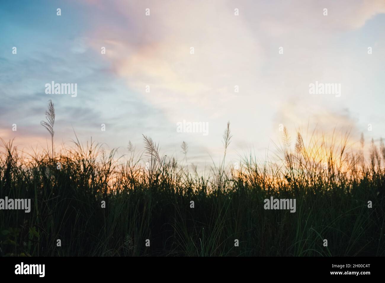 Grass of Nature Stock Photo - Alamy
