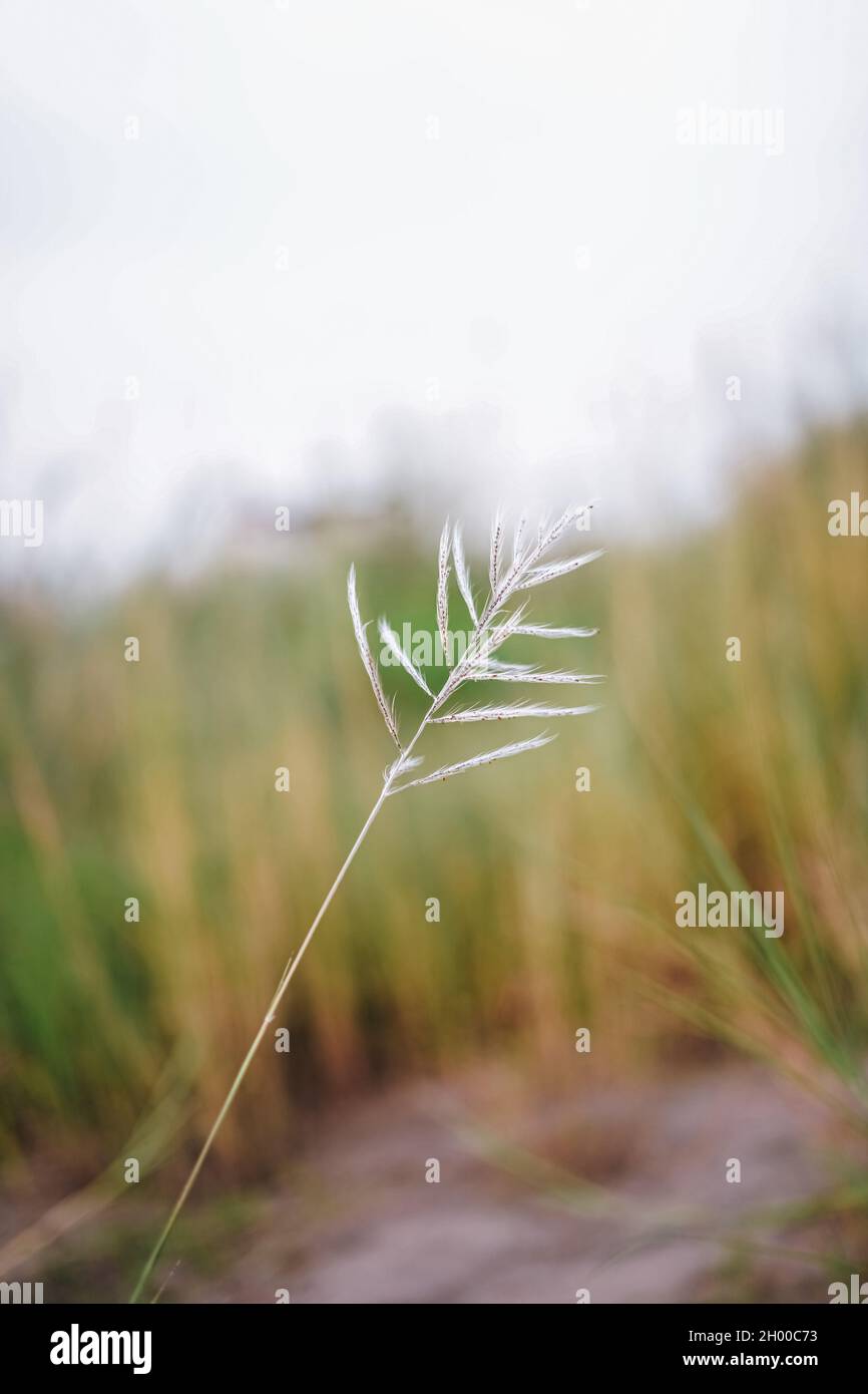 Grass of Nature Stock Photo - Alamy