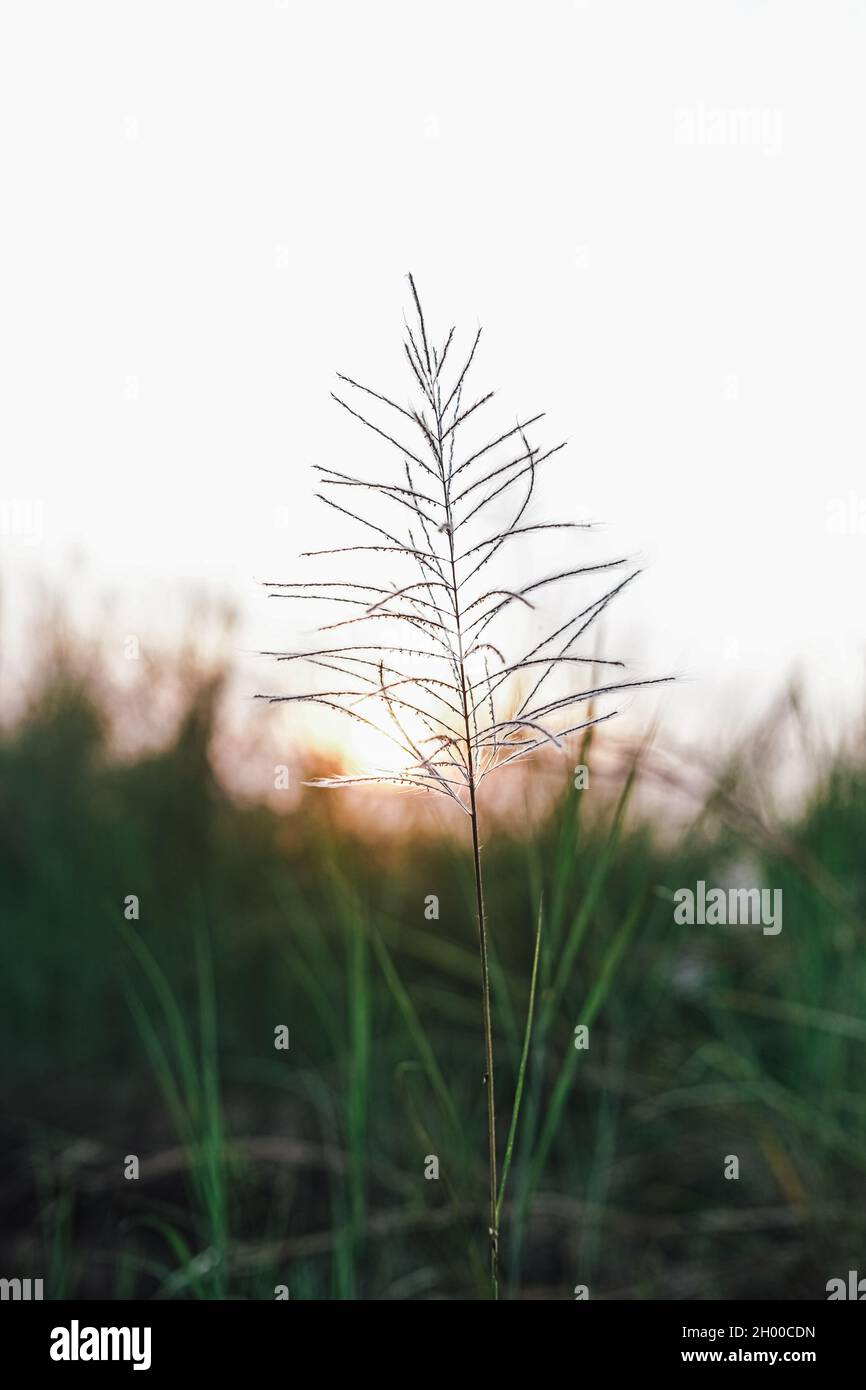 Grass of Nature Stock Photo - Alamy