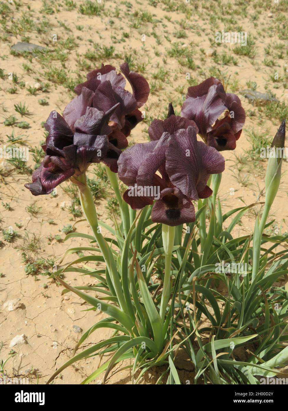 A vertical shot of the parched iris flower in a hot environment Stock ...