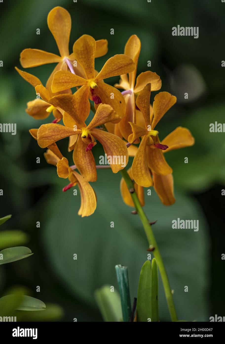 A vertical shallow focus shot of yellow moth orchids (Phalaenopsis ...