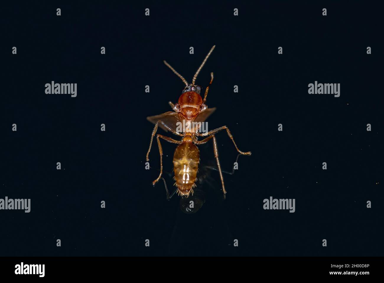 Winged male ant hi-res stock photography and images - Alamy