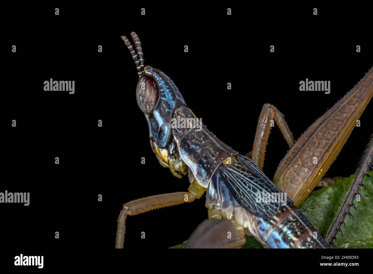Male Monkey Grasshopper Nymph of the species Temnomastax hamus Stock ...