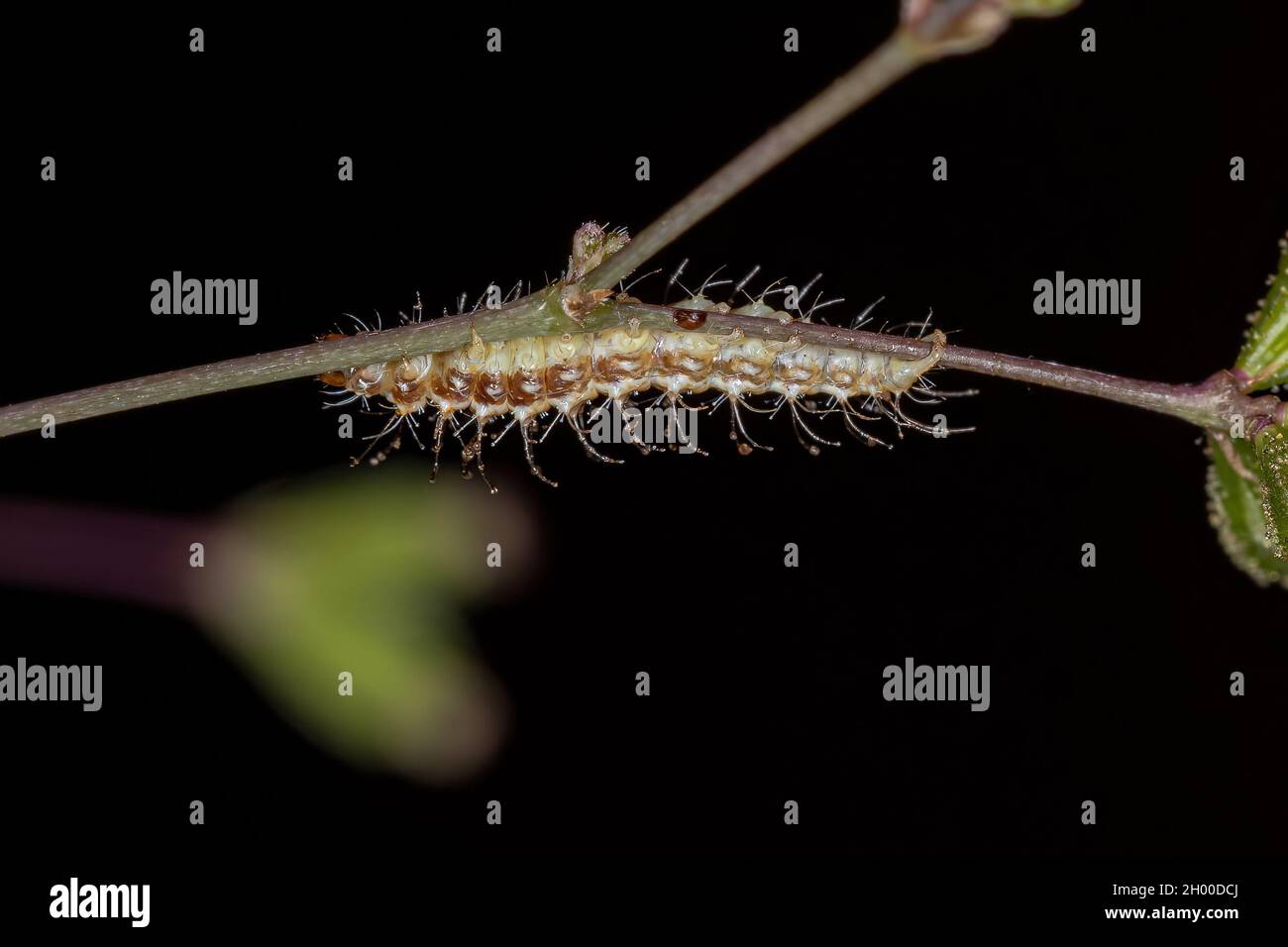 small Butterfly larva of the Order Lepidoptera Stock Photo - Alamy