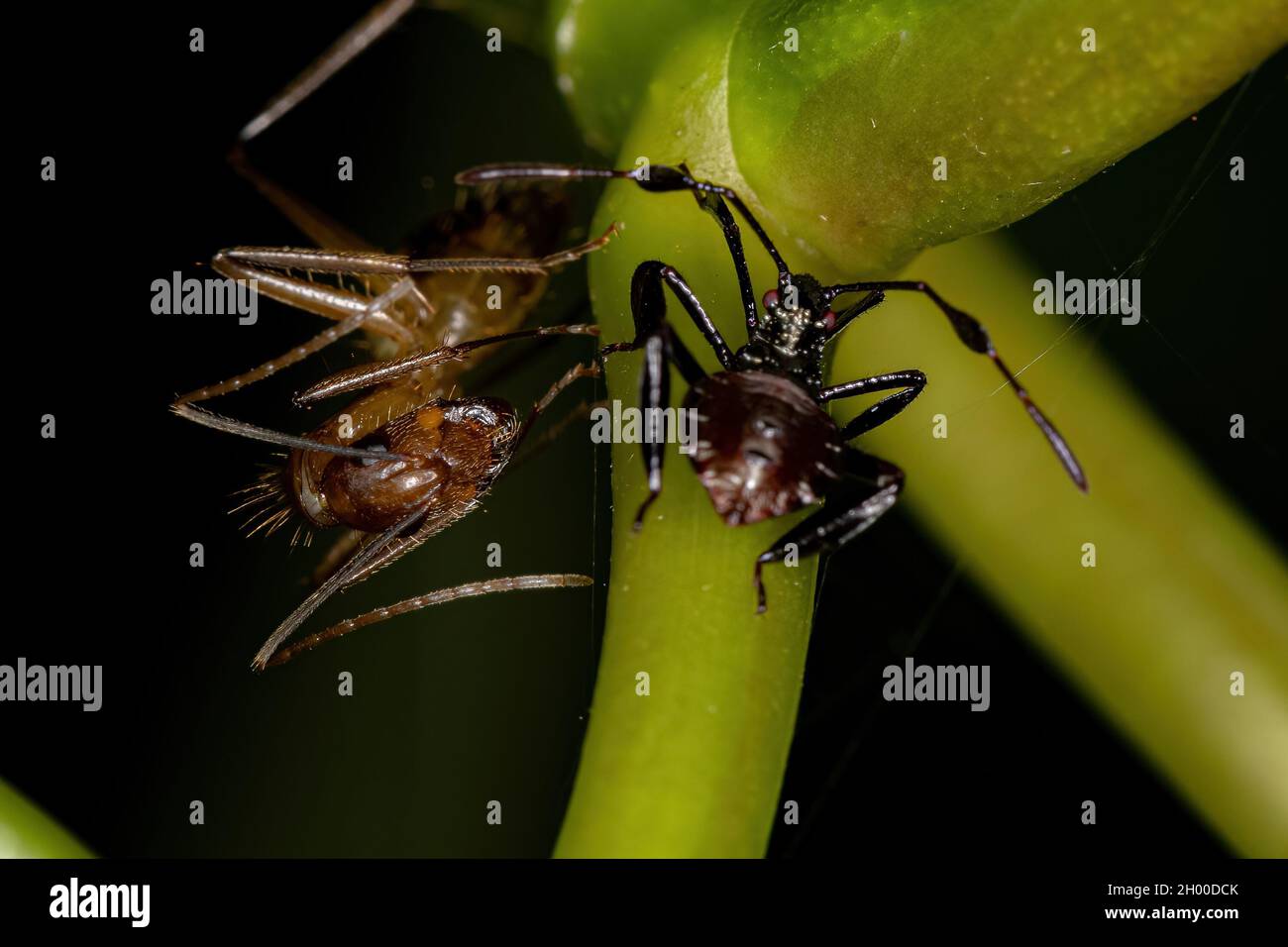 Adult Female Carpenter Ant of the genus Camponotus and Leaf-footed Bug ...