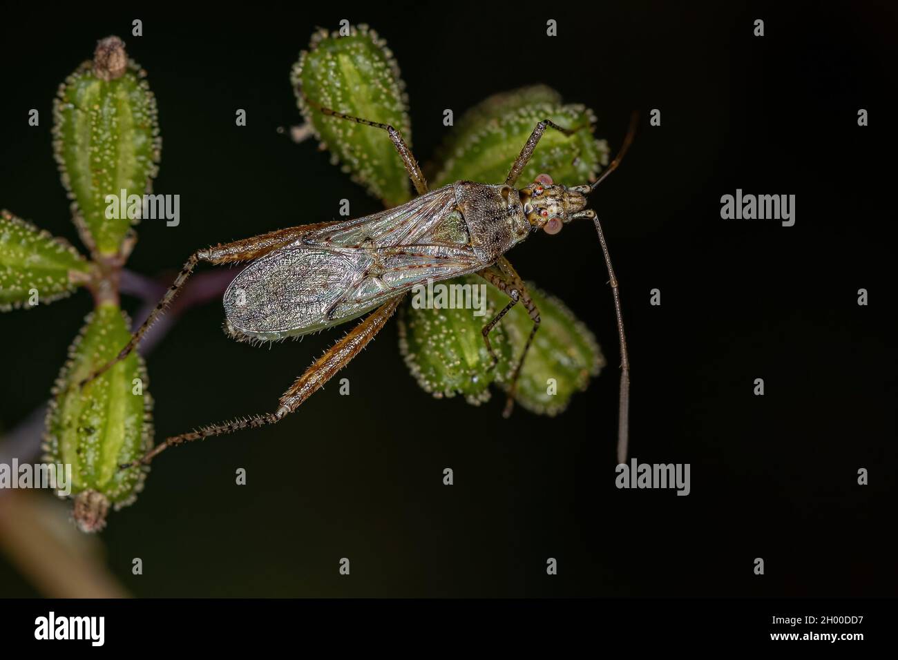 Adult Scentless Plant Bug of the Family Rhopalidae Stock Photo - Alamy