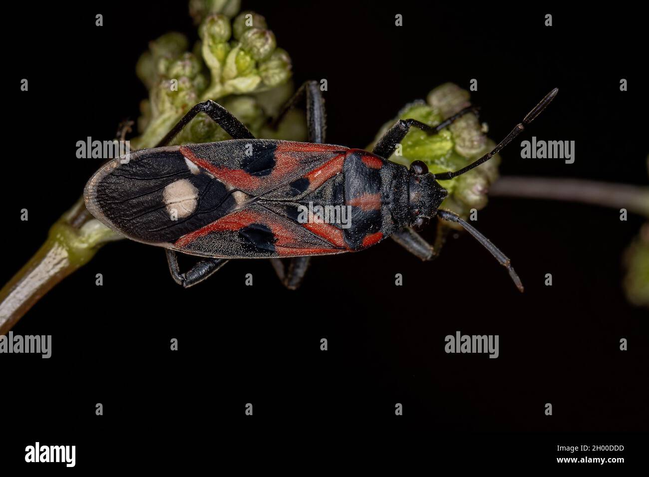 Lygaeus alboornatus hi-res stock photography and images - Alamy