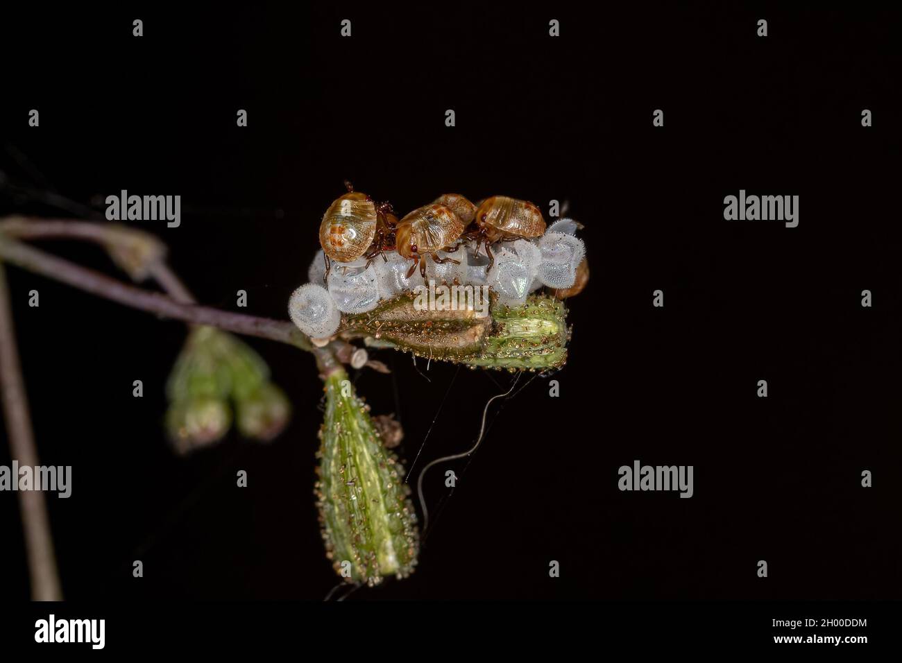 Small Stink Bugs Nymph of the Family Pentatomidae Stock Photo - Alamy