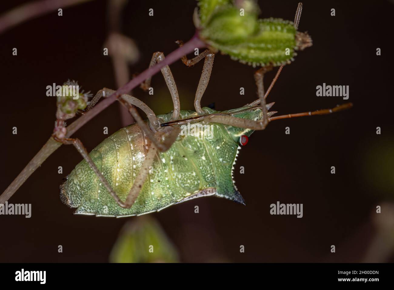 adult Green belly bug of the species Diceraeus melacanthus coupling ...