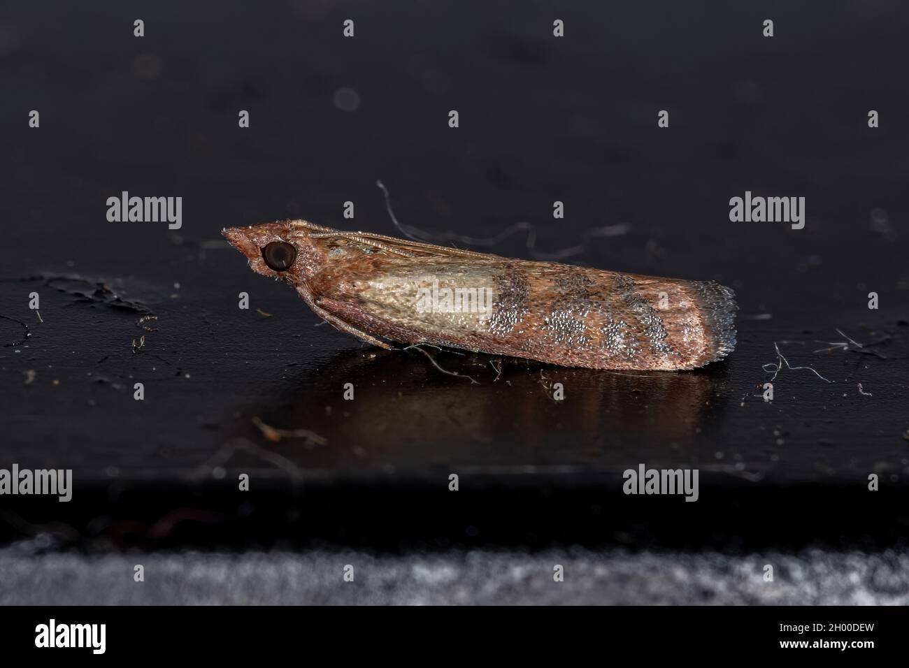 Indian flour moth hi-res stock photography and images - Alamy