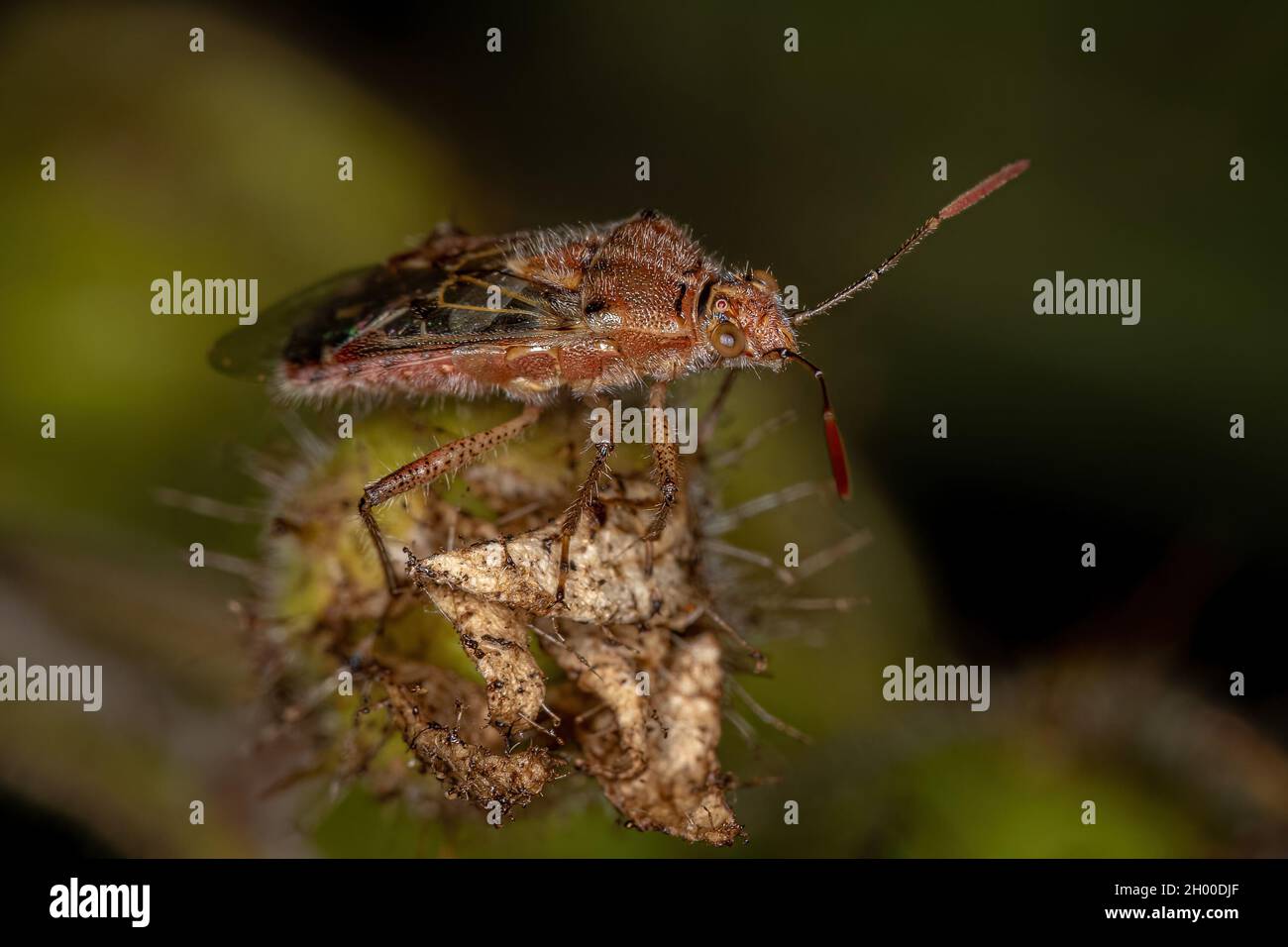 Adult Scentless Plant Bug of the Family Rhopalidae Stock Photo - Alamy