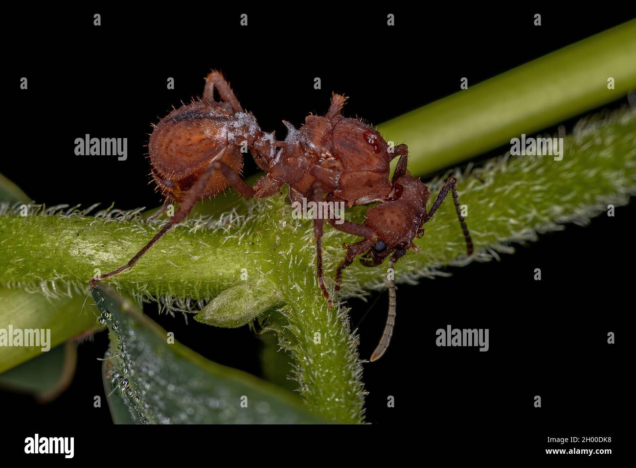 Queen leaf cutter ant hi-res stock photography and images - Alamy