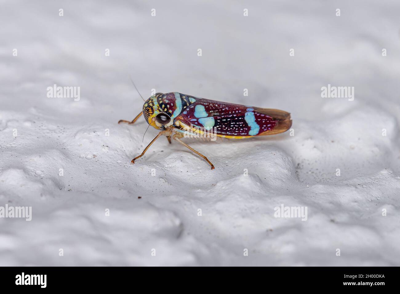 Adult Typical Leafhopper of the Genus Macugonalia Stock Photo - Alamy