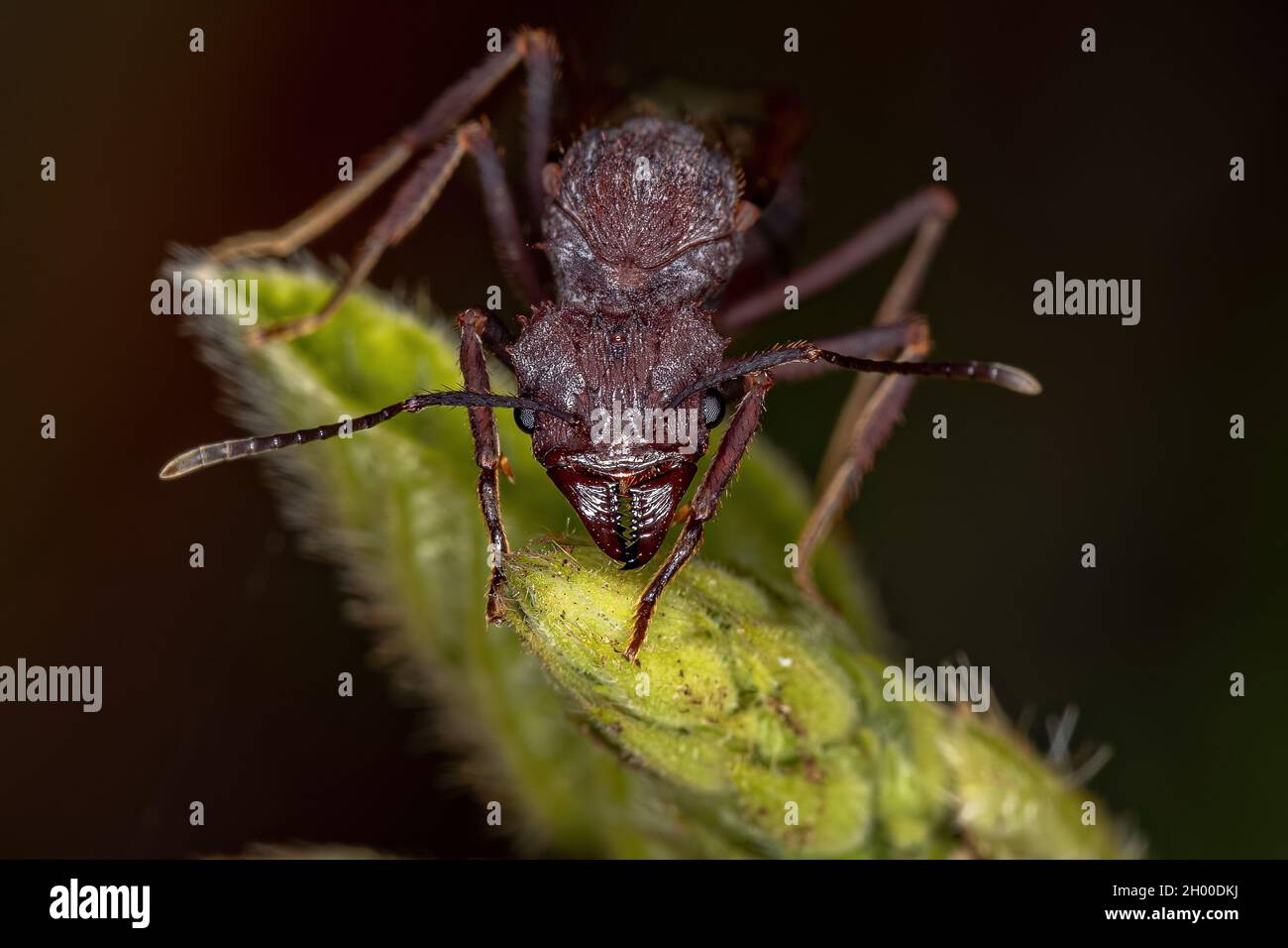 Adult Female Acromyrmex Leaf-cutter Queen Ant of the Genus Acromyrmex ...