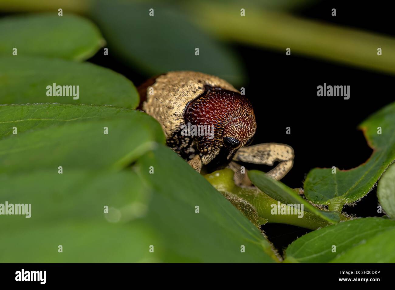 Adult True Weevil of the Family Curculionidae Stock Photo - Alamy