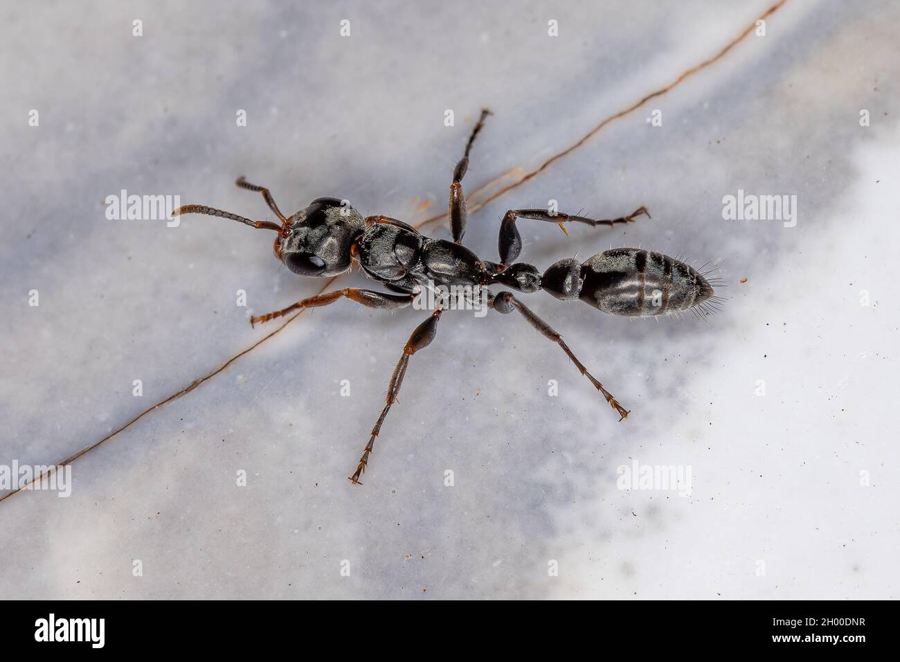 Pseudomyrmex hi-res stock photography and images - Alamy