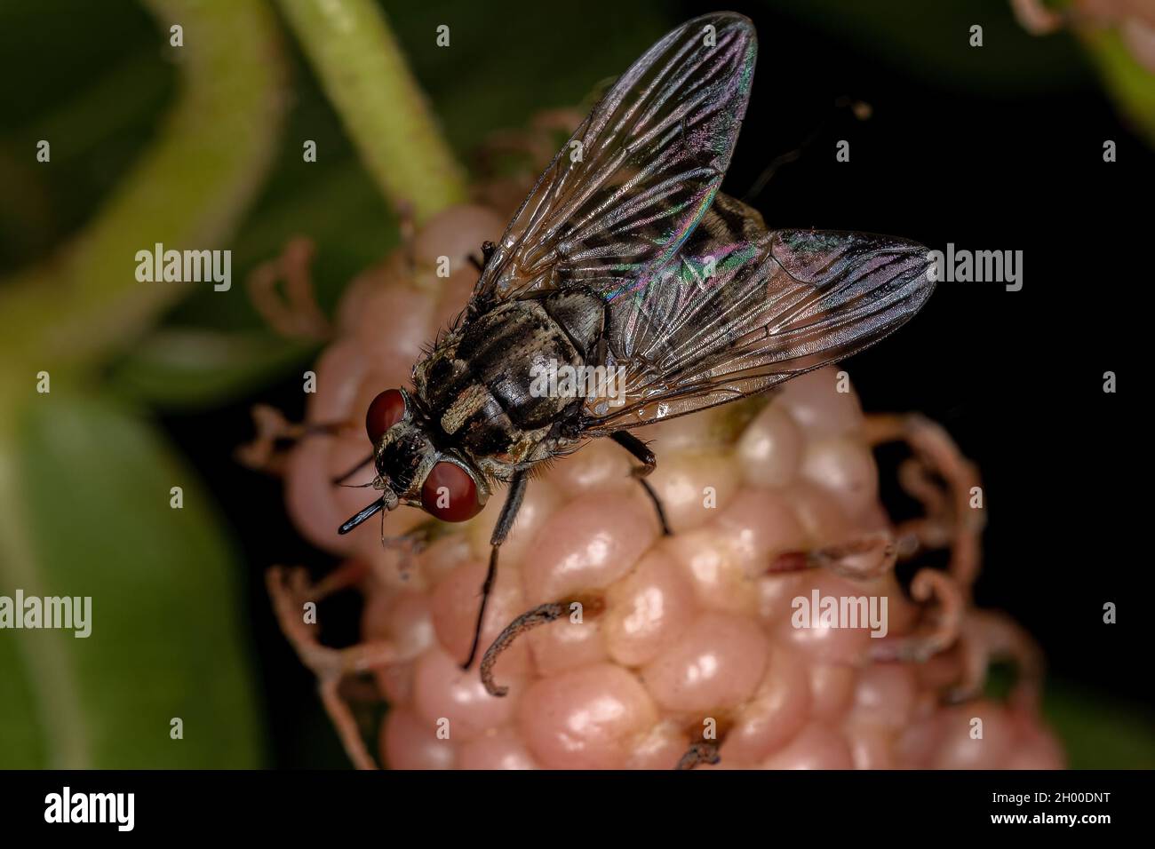 Stomoxys calcitrans muscidae hi-res stock photography and images - Alamy