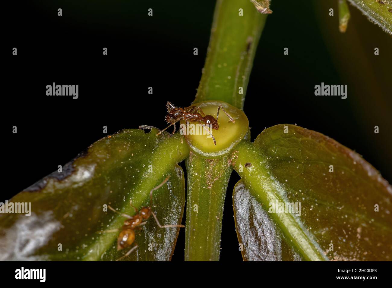 Adult Female Big-headed Ant of the Genus Pheidole eating on the ...