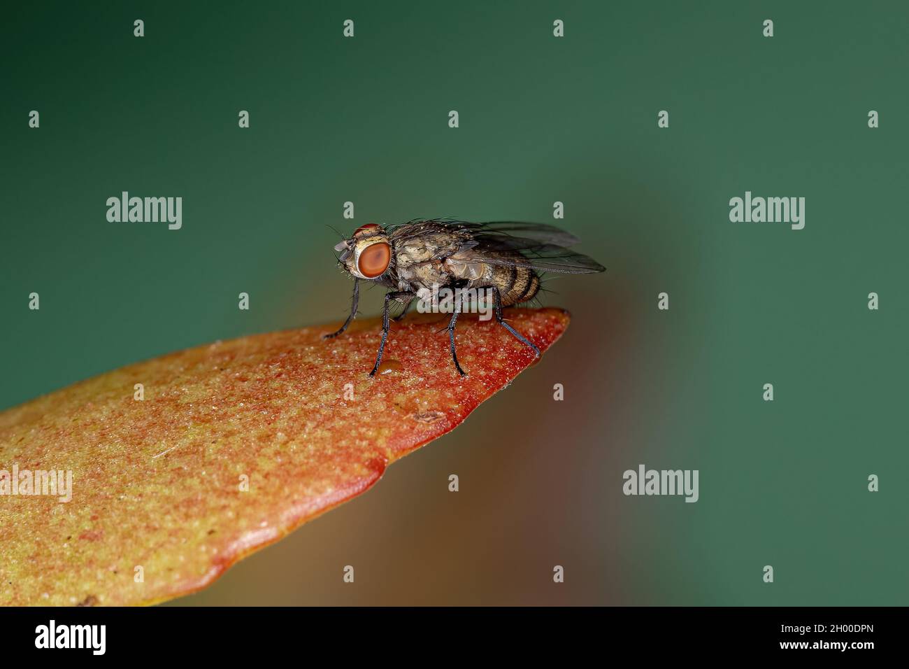 Adult Calyptrate Fly of the Zoosubsection Calyptratae Stock Photo - Alamy