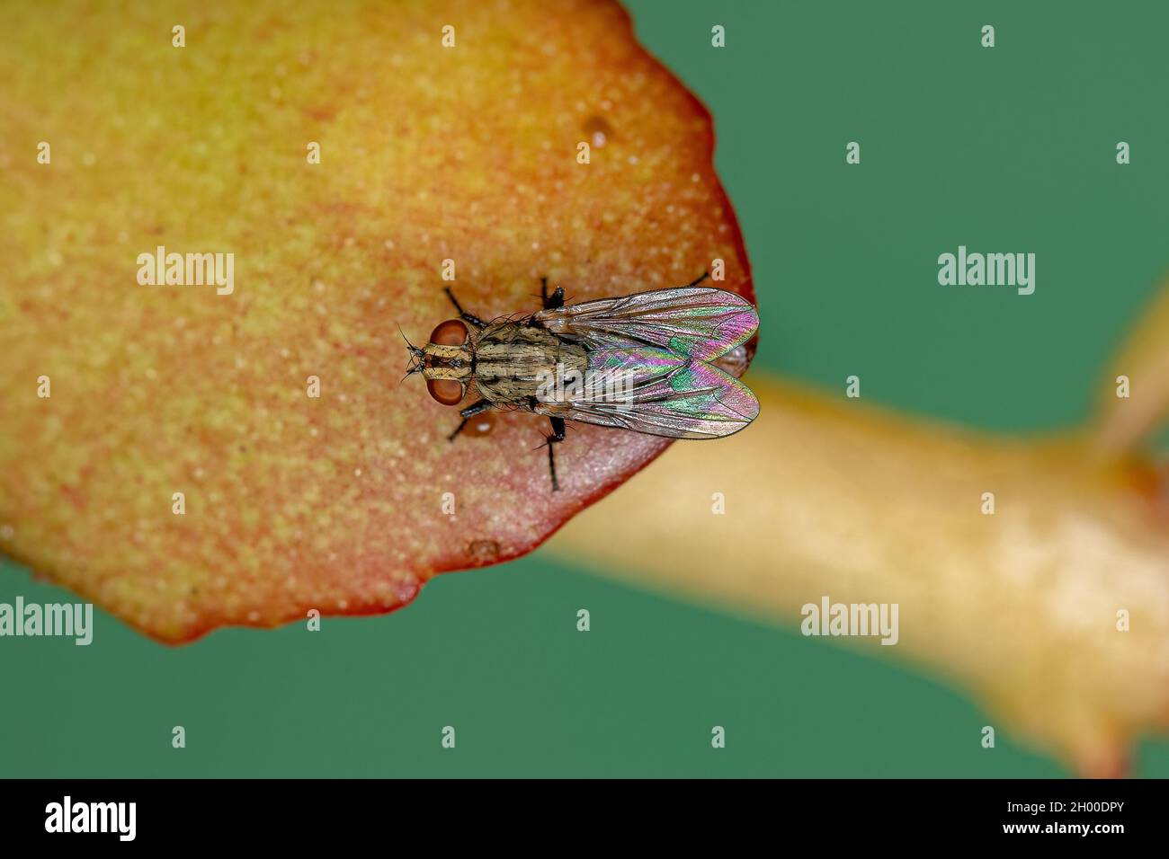 Adult Calyptrate Fly of the Zoosubsection Calyptratae Stock Photo - Alamy