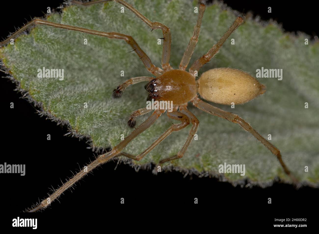 Adult Male Longlegged Sac Spider of the Genus Cheiracanthium Stock ...
