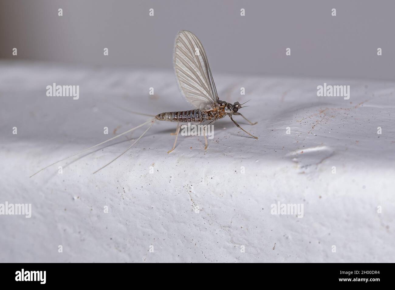 Adult Female Mayfly of the Order Ephemeroptera Stock Photo - Alamy