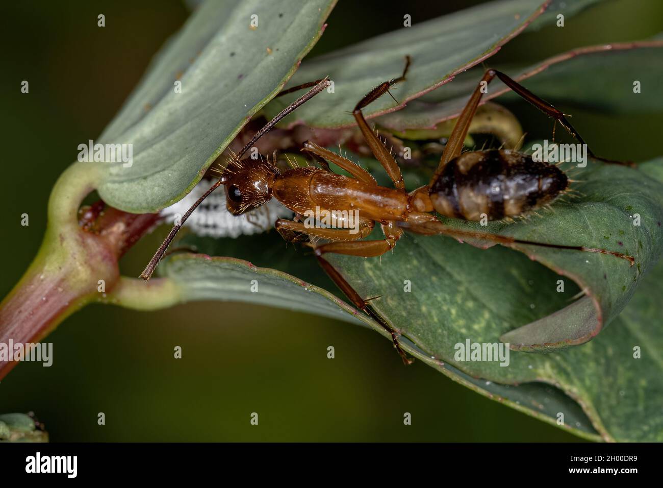 Adult Female Carpenter Ant of the genus Camponotus Stock Photo - Alamy