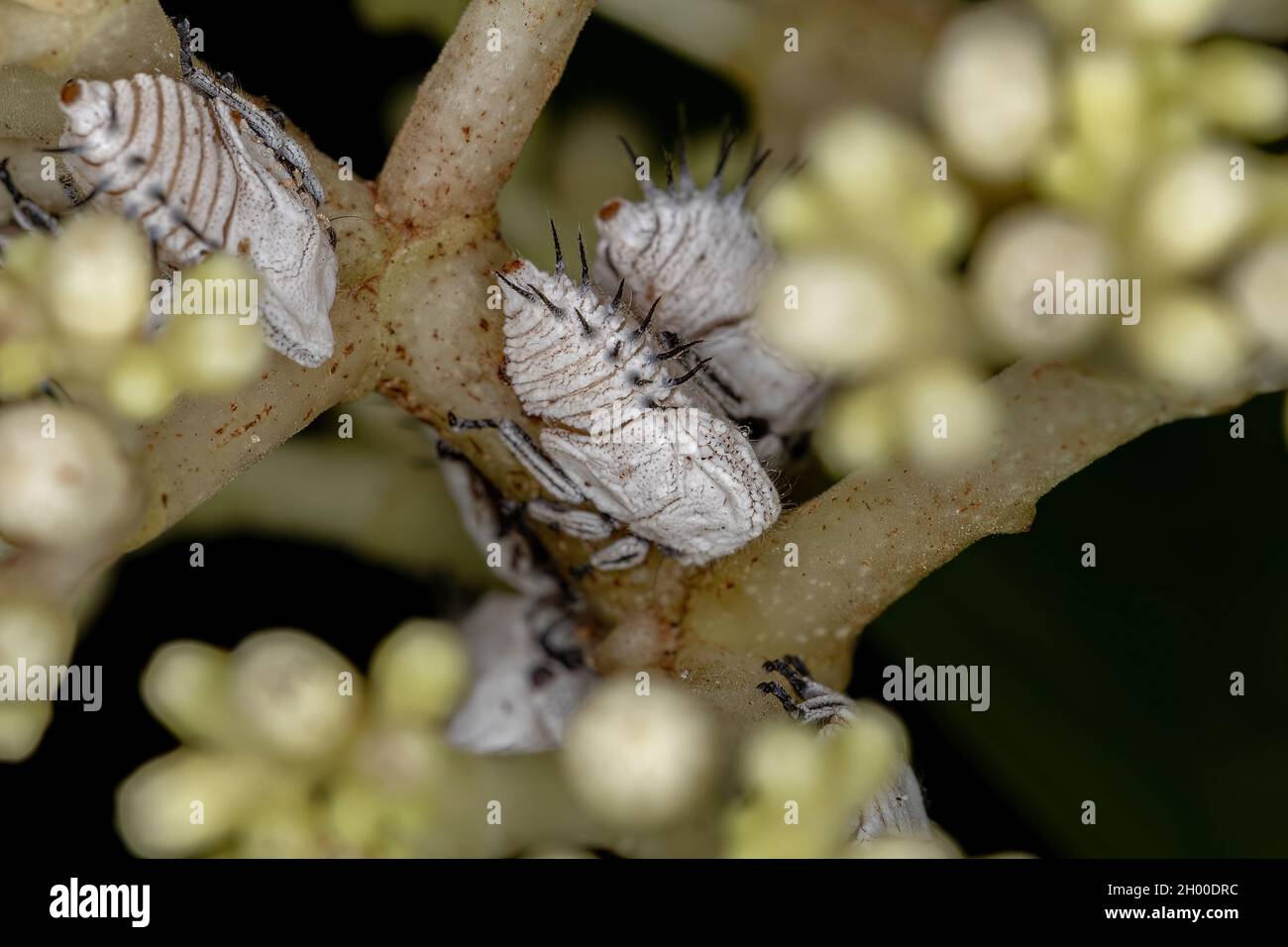 Typical Treehoppers nymphs of the Family Membracidae Stock Photo - Alamy