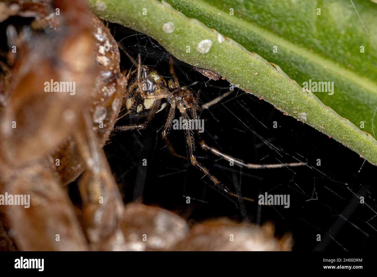 Adult Female Cobweb Spider of the Family Theridiidae Stock Photo - Alamy