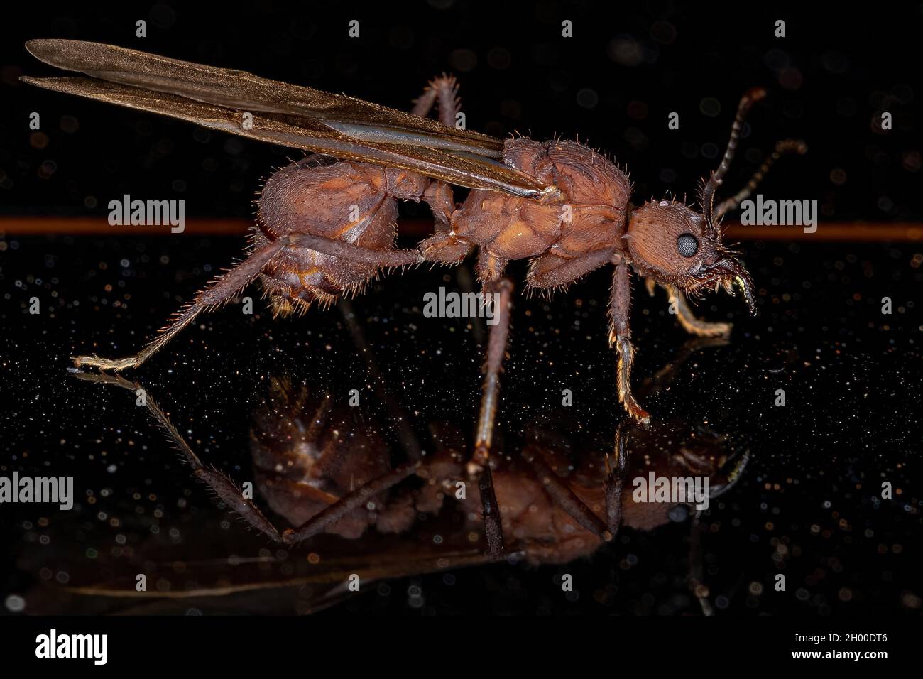 Adult Female Acromyrmex Leaf-cutter Queen Ant of the Genus Acromyrmex ...