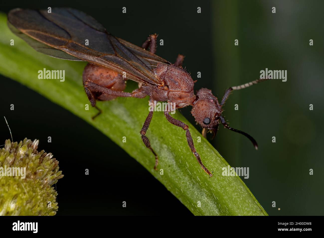 Adult Female Acromyrmex Leaf-cutter Queen Ant of the Genus Acromyrmex ...