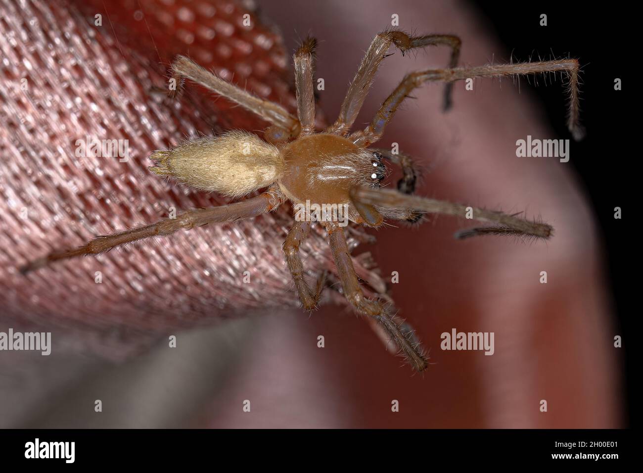 Adult Male Longlegged Sac Spider of the Genus Cheiracanthium Stock ...