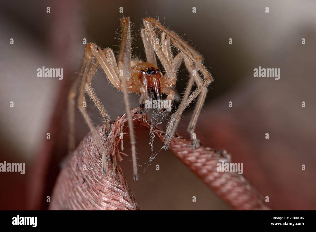 Adult Male Longlegged Sac Spider of the Genus Cheiracanthium Stock ...