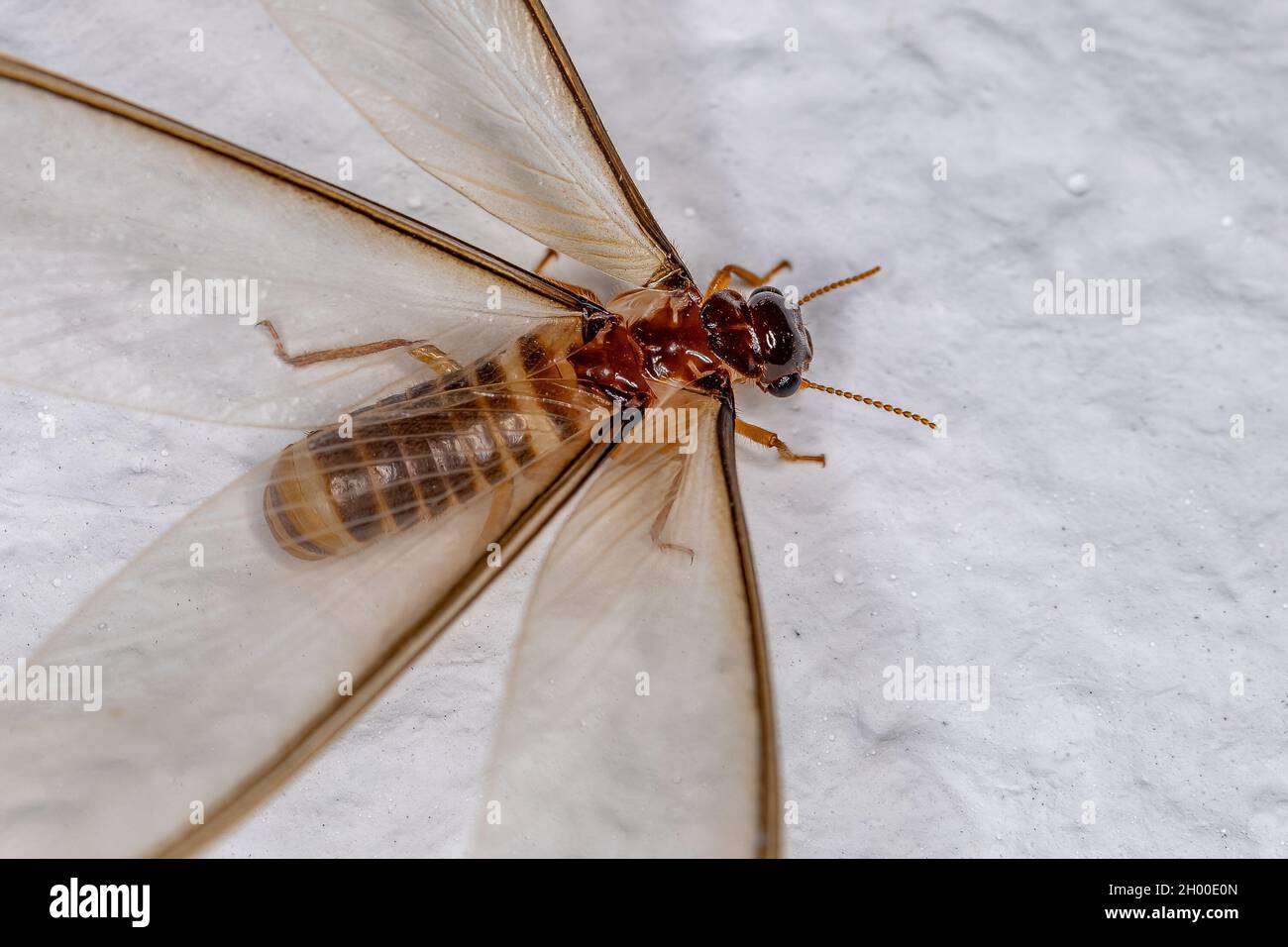 Winged Termites Eggs