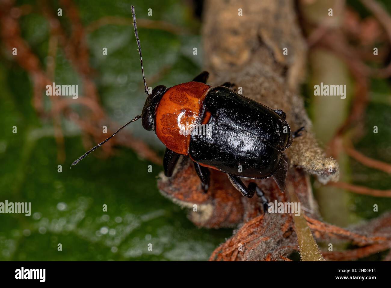 Adult Case-bearing Leaf Beetle of the Subfamily Cryptocephalinae Stock ...