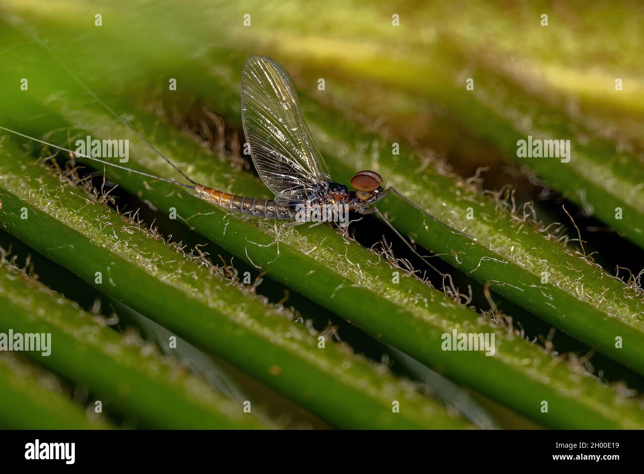 Adult Male Mayfly of the Family Baetidae Stock Photo - Alamy