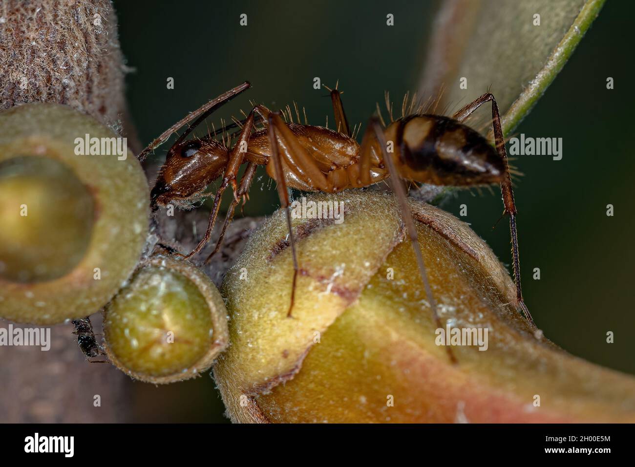 Adult Female Carpenter Ant of the genus Camponotus Stock Photo - Alamy