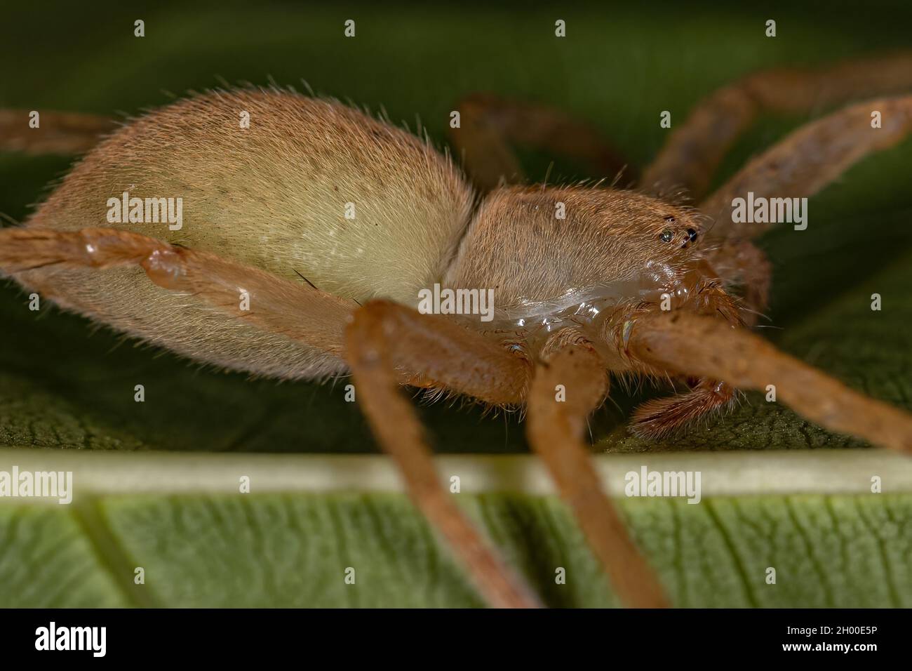 Yellow huntsman spider hi-res stock photography and images - Alamy