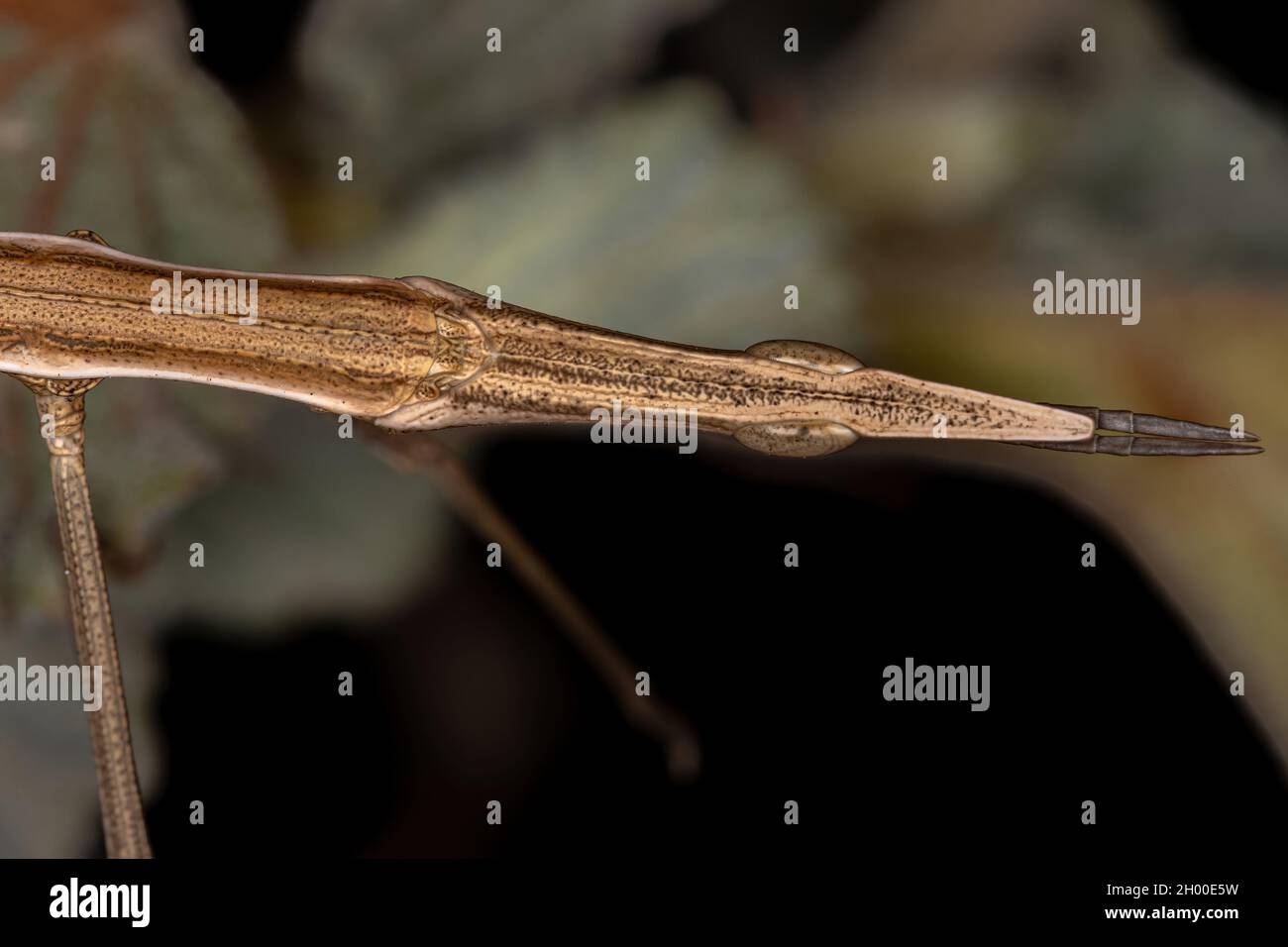 Neotropical Stick Grasshopper of the Family Proscopiidae Stock Photo ...