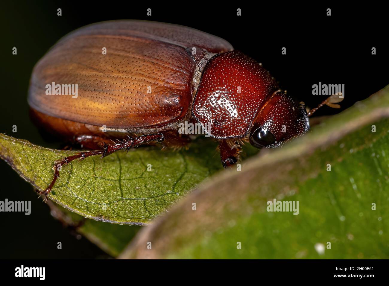 Adult June Beetle of the Subfamily Melolonthinae Stock Photo - Alamy