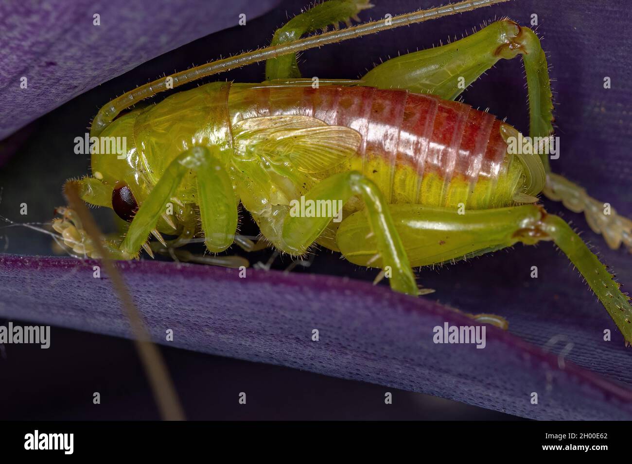 Weta cricket hi-res stock photography and images - Alamy