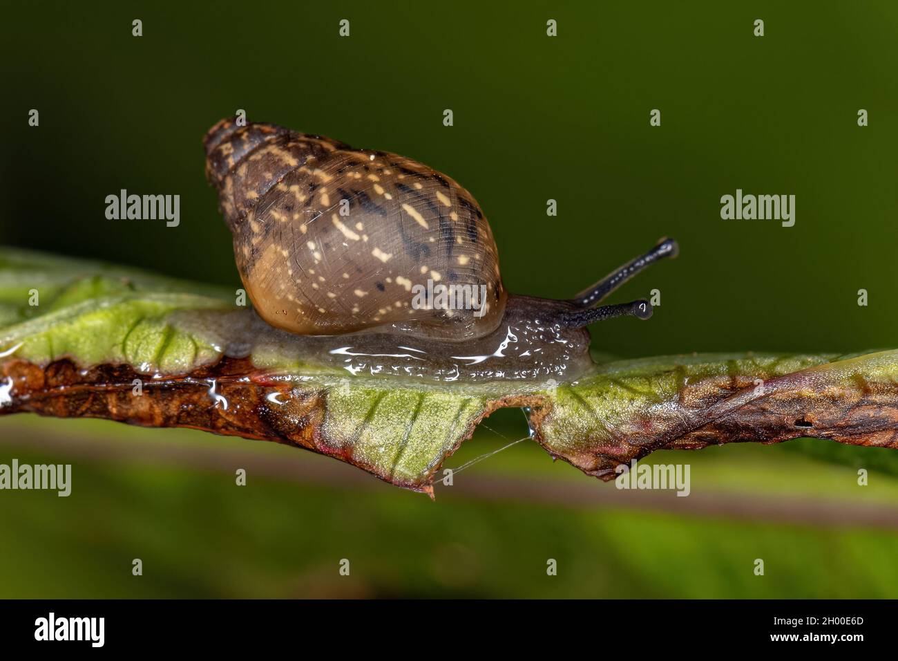 African Giant Snail of the species Lissachatina fulica Stock Photo - Alamy