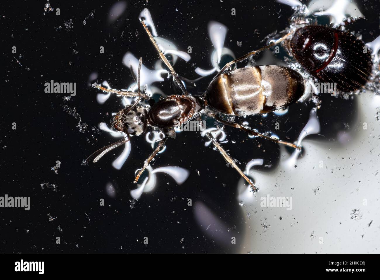 Adult Female Pyramid Queen Ant of the Genus Dorymyrmex Stock Photo - Alamy