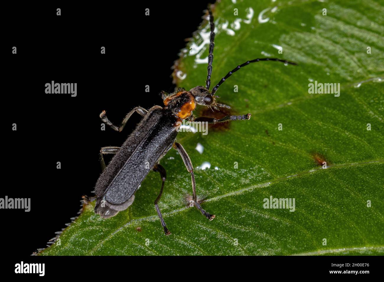 Adult Elateriform Beetle of the Infraorder Elateriformia Stock Photo ...