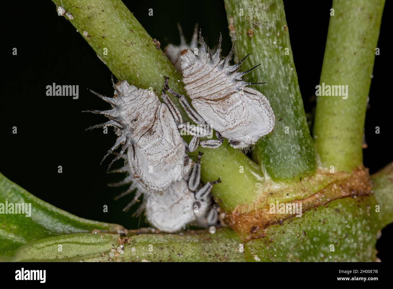 White treehopper hi-res stock photography and images - Alamy