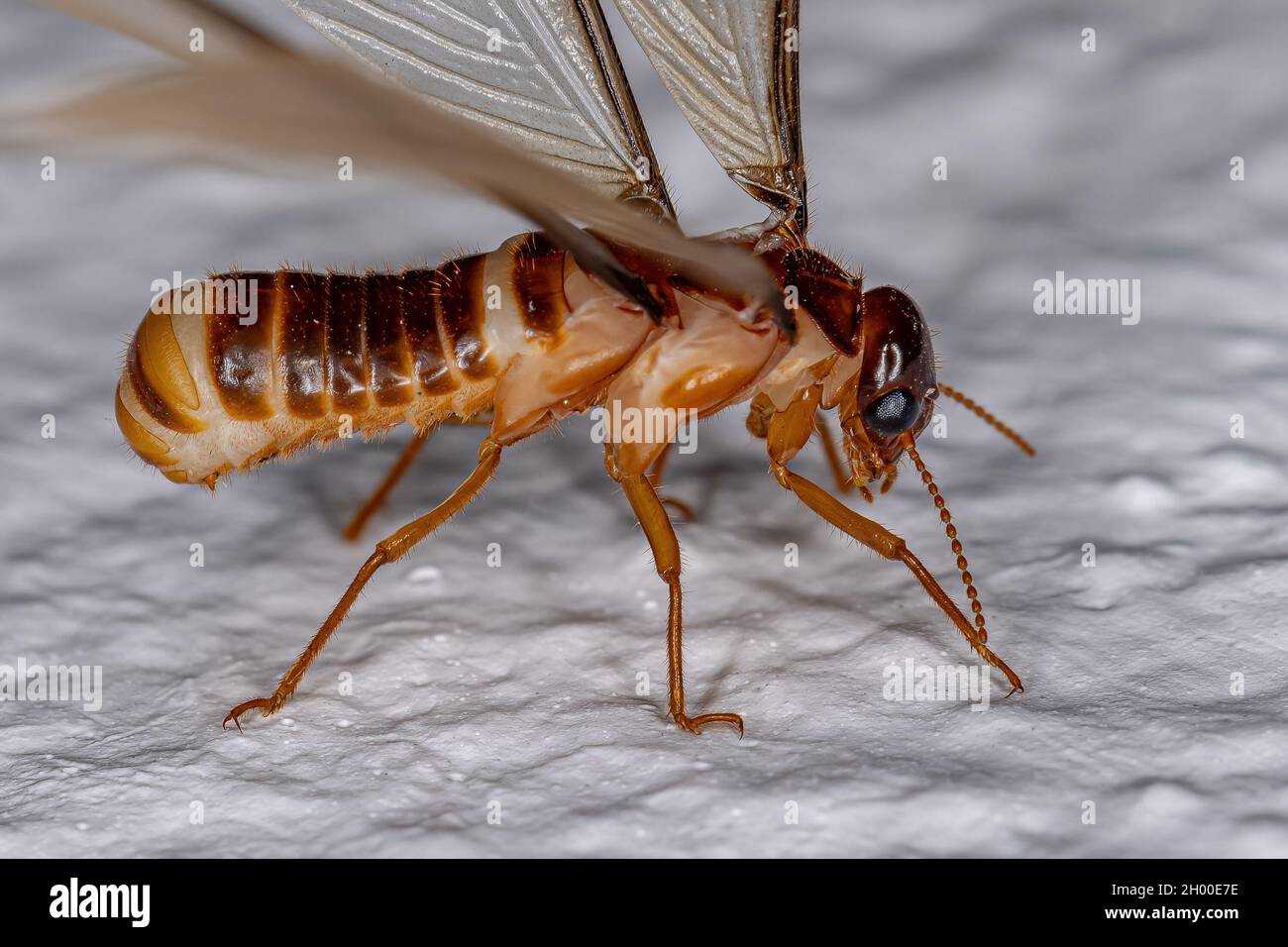 Adult Female Winged Termite of the Epifamily Termitoidae Stock Photo ...