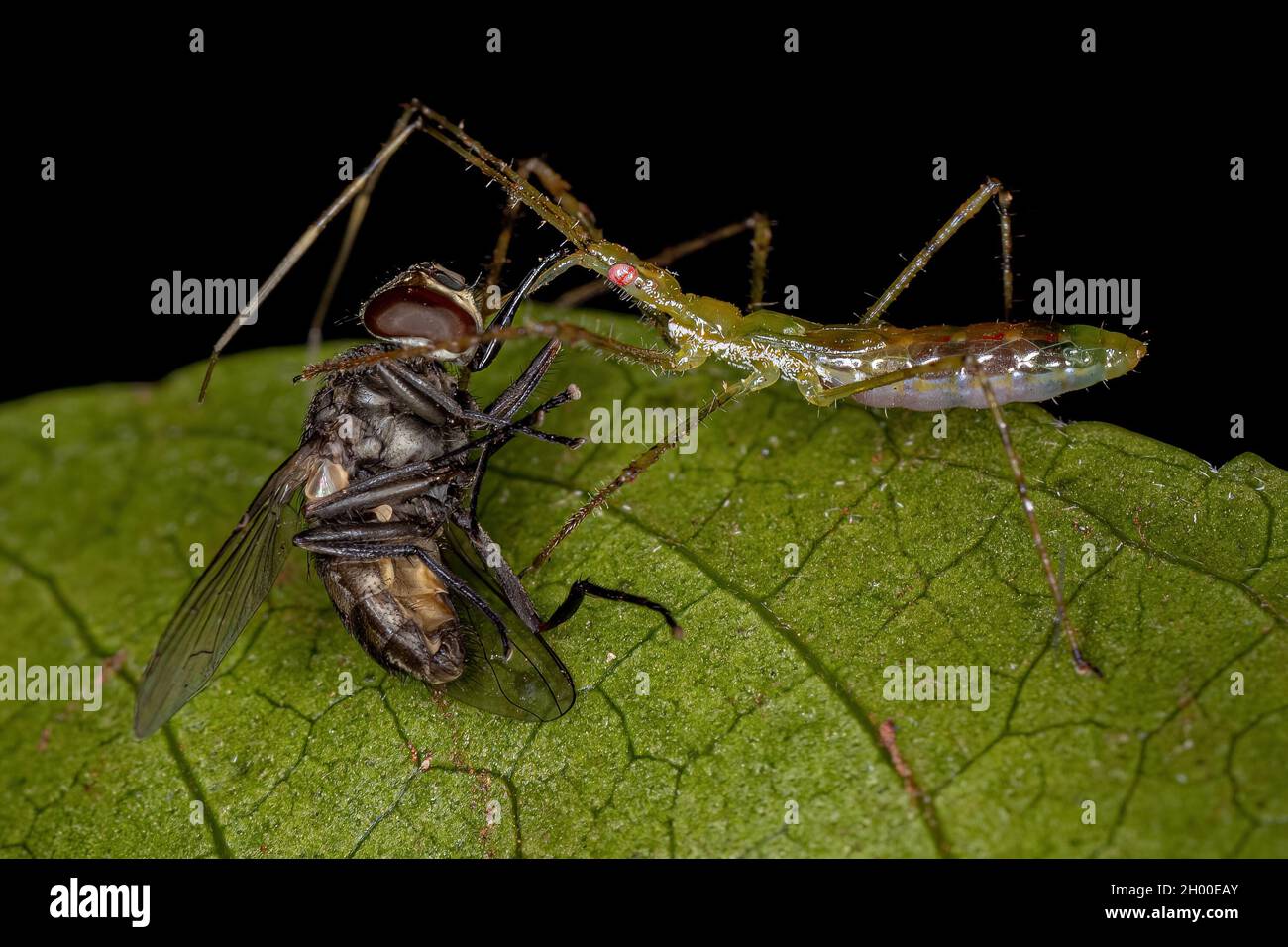 Common assassin bug hi-res stock photography and images - Alamy