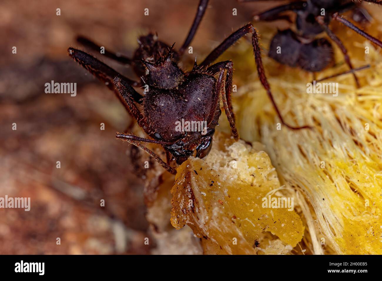 Atta laevigata hi-res stock photography and images - Alamy